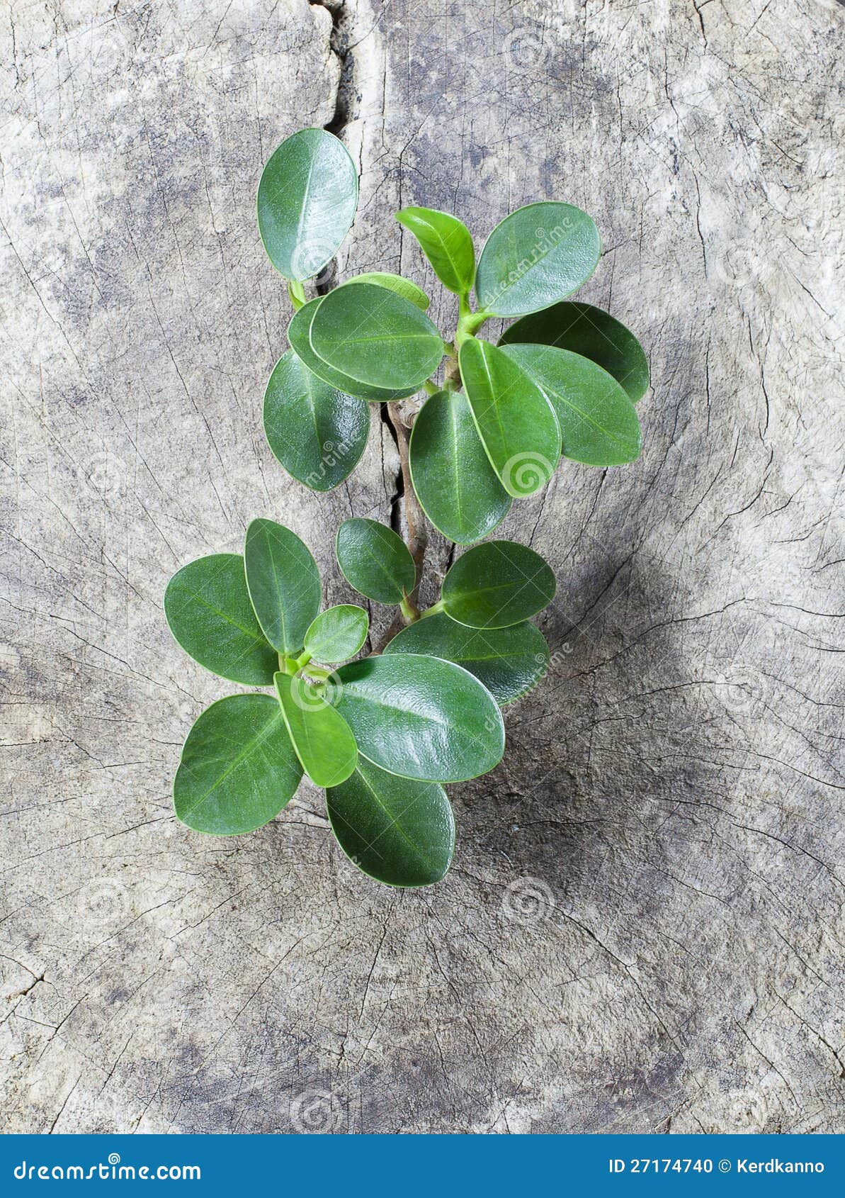Plant growth on wood stock photo. Image of natural, leaf - 27174740