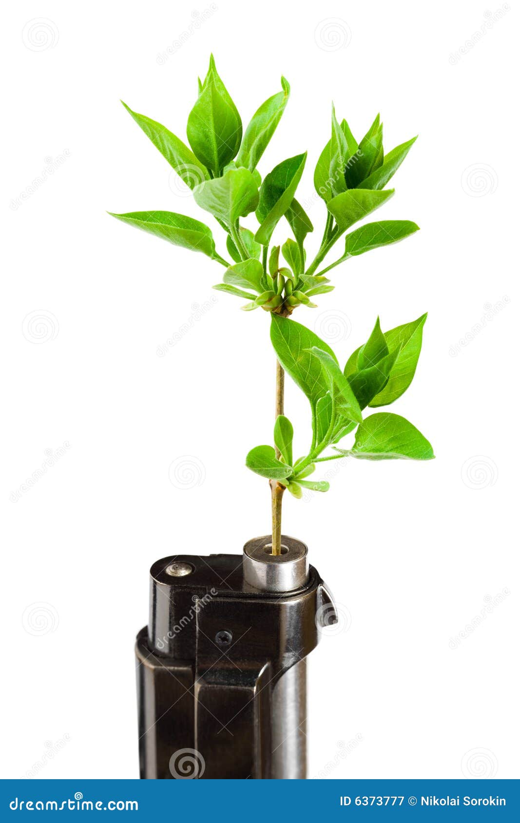 Plant and gun stock image. Image of bullet, life, bowl - 6373777