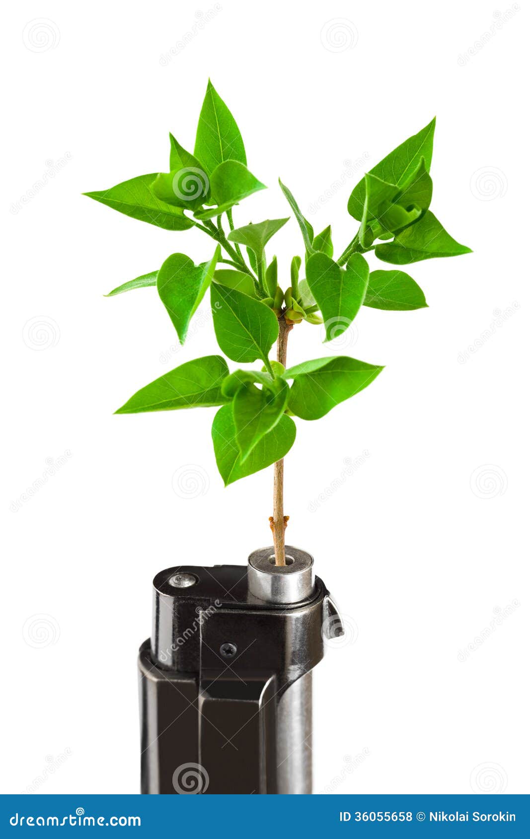 Plant and gun stock photo. Image of life, handgun, concepts - 36055658