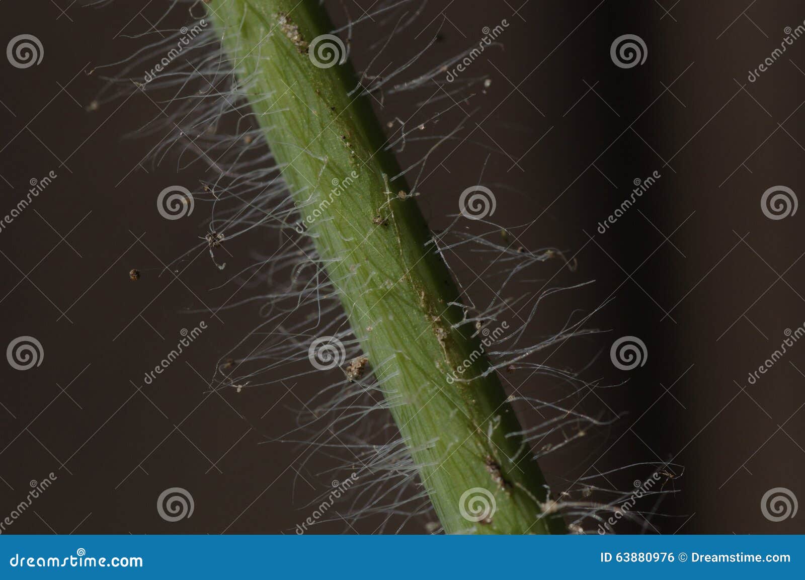 Plant hair close up stock photo. Image of hair, stem - 63880976