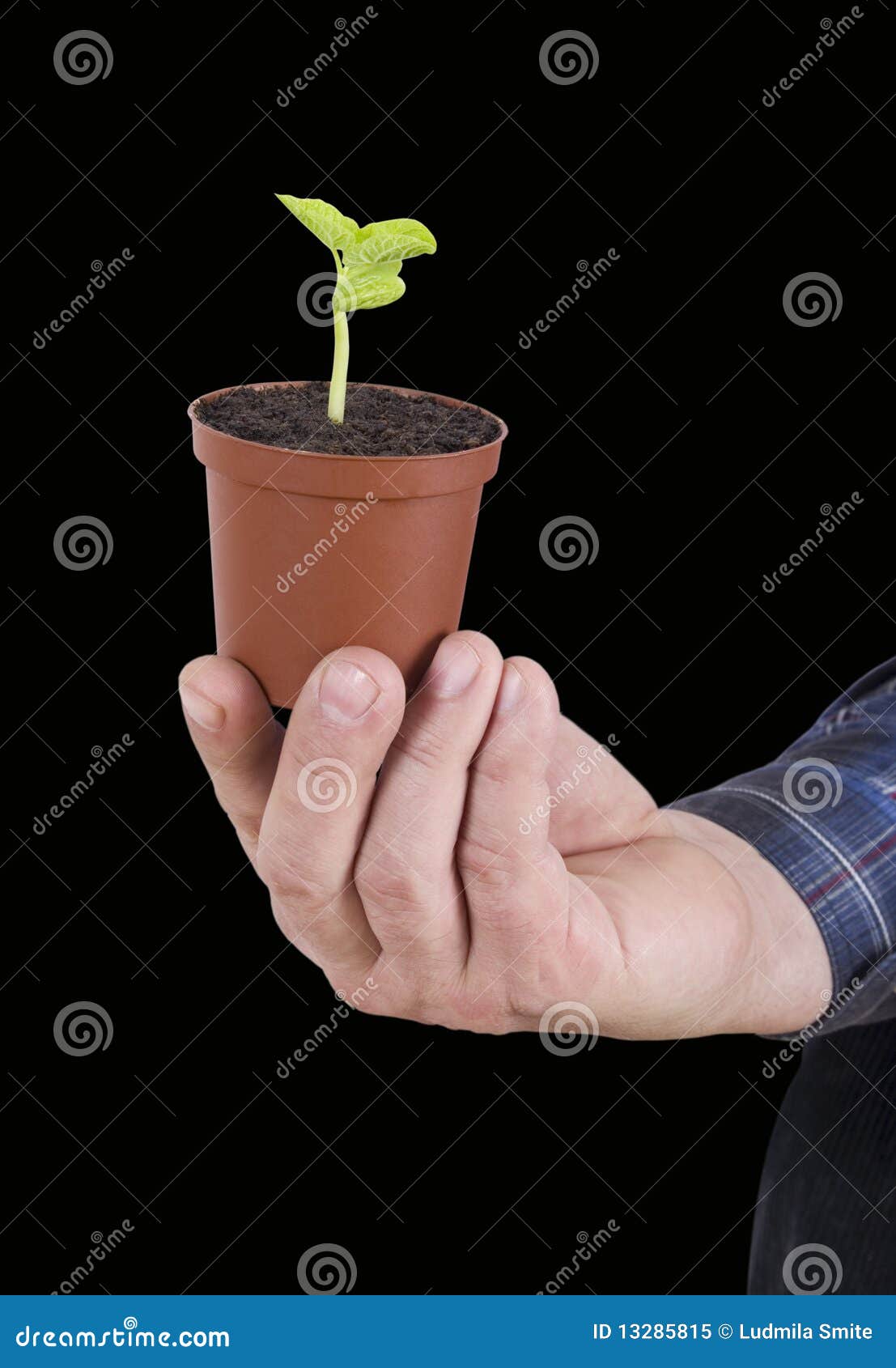 Plant in the hand. stock image. Image of isolated, germination - 13285815