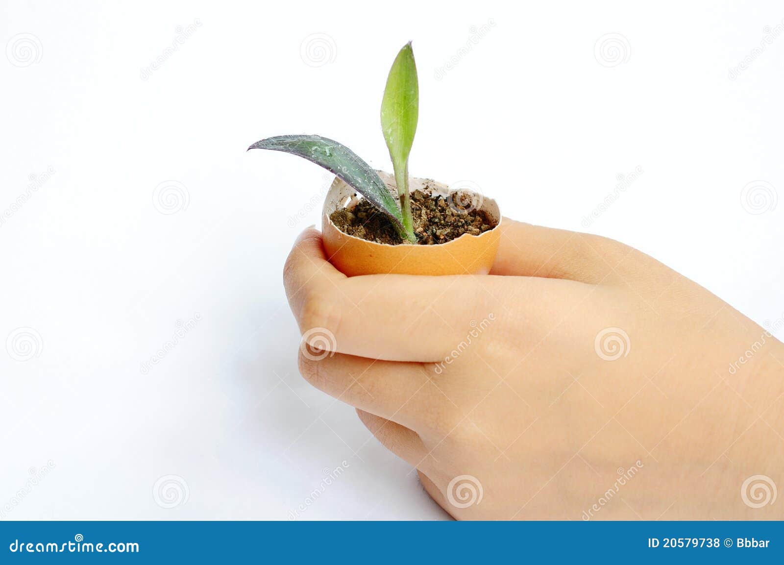 Plant in hand stock photo. Image of herb, gardening, environment - 20579738