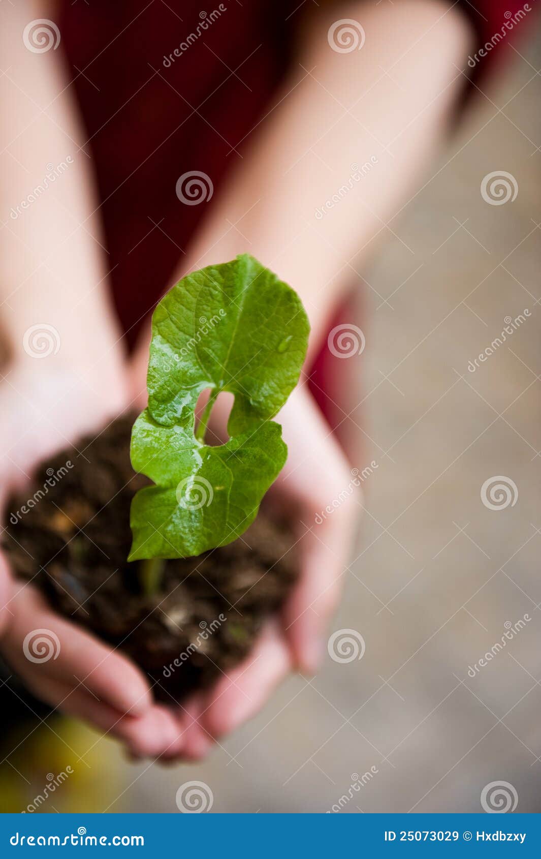 Plant in the hand stock image. Image of palm, hand, care - 25073029