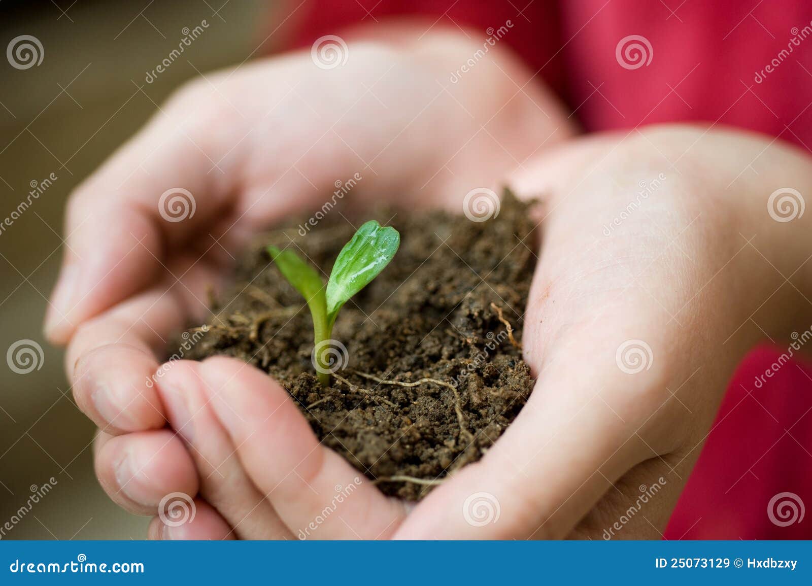 Plant in the hand stock image. Image of life, concept - 25073129