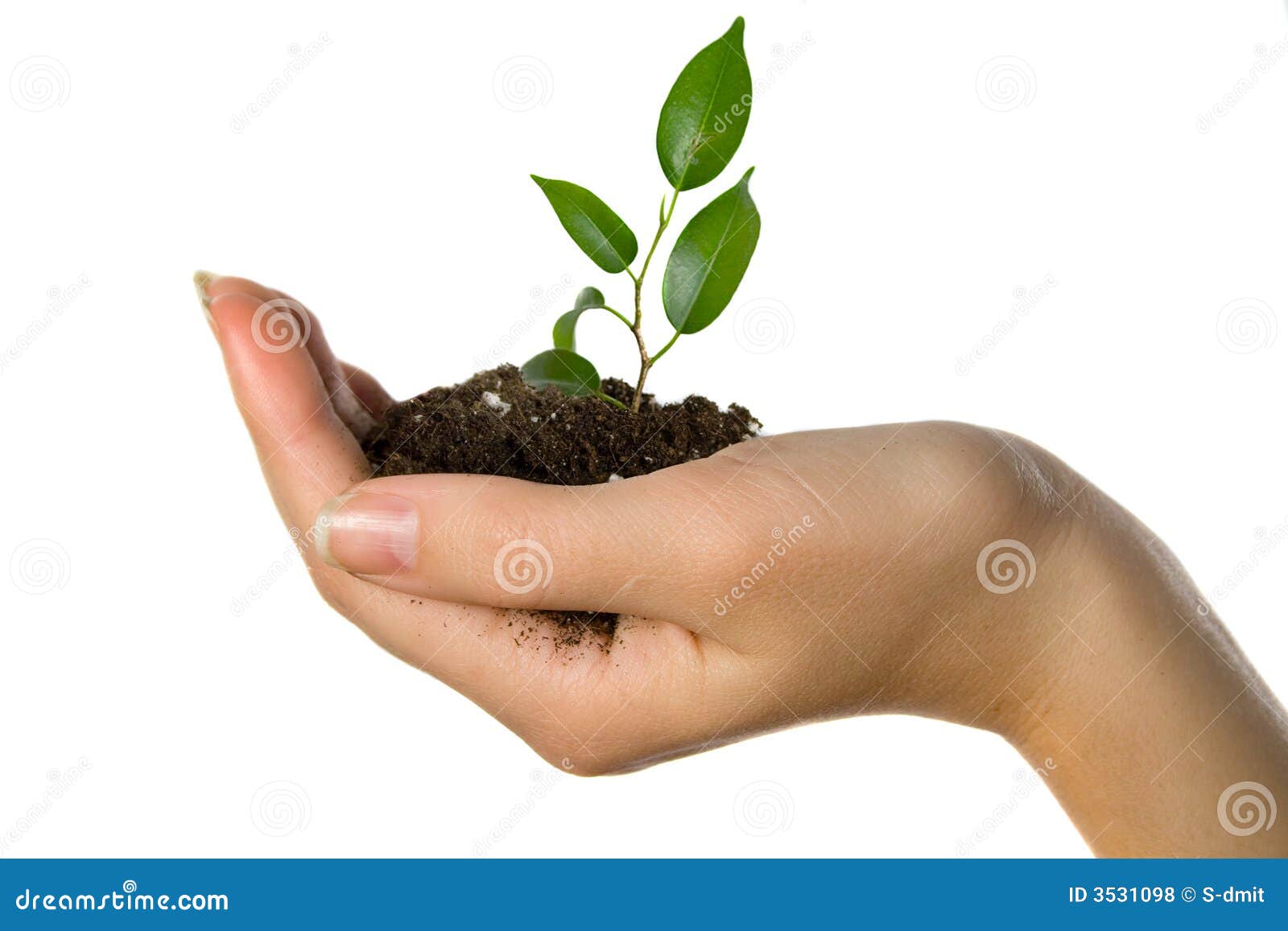 Plant in hand stock photo. Image of green, cultivated - 3531098