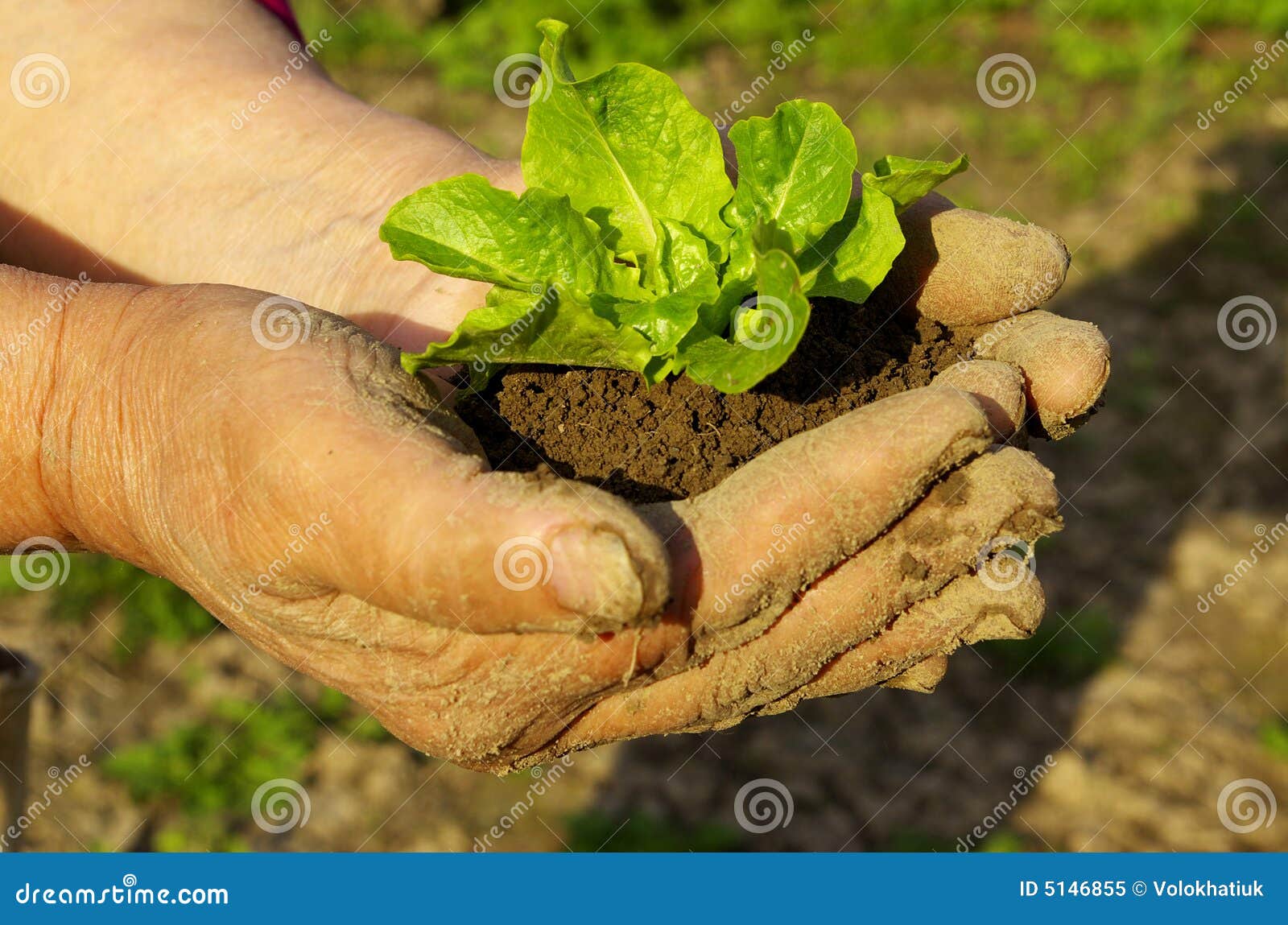 Plant in hand stock image. Image of life, sheet, earth - 5146855