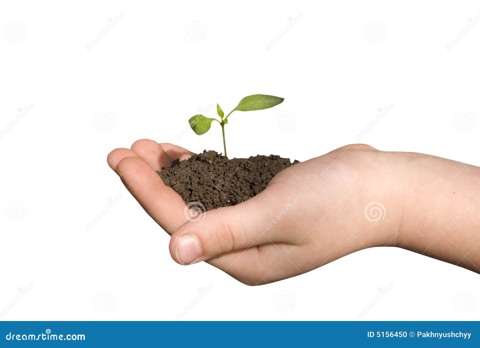 Plant in hand stock photo. Image of grower, organism, hand - 5156450