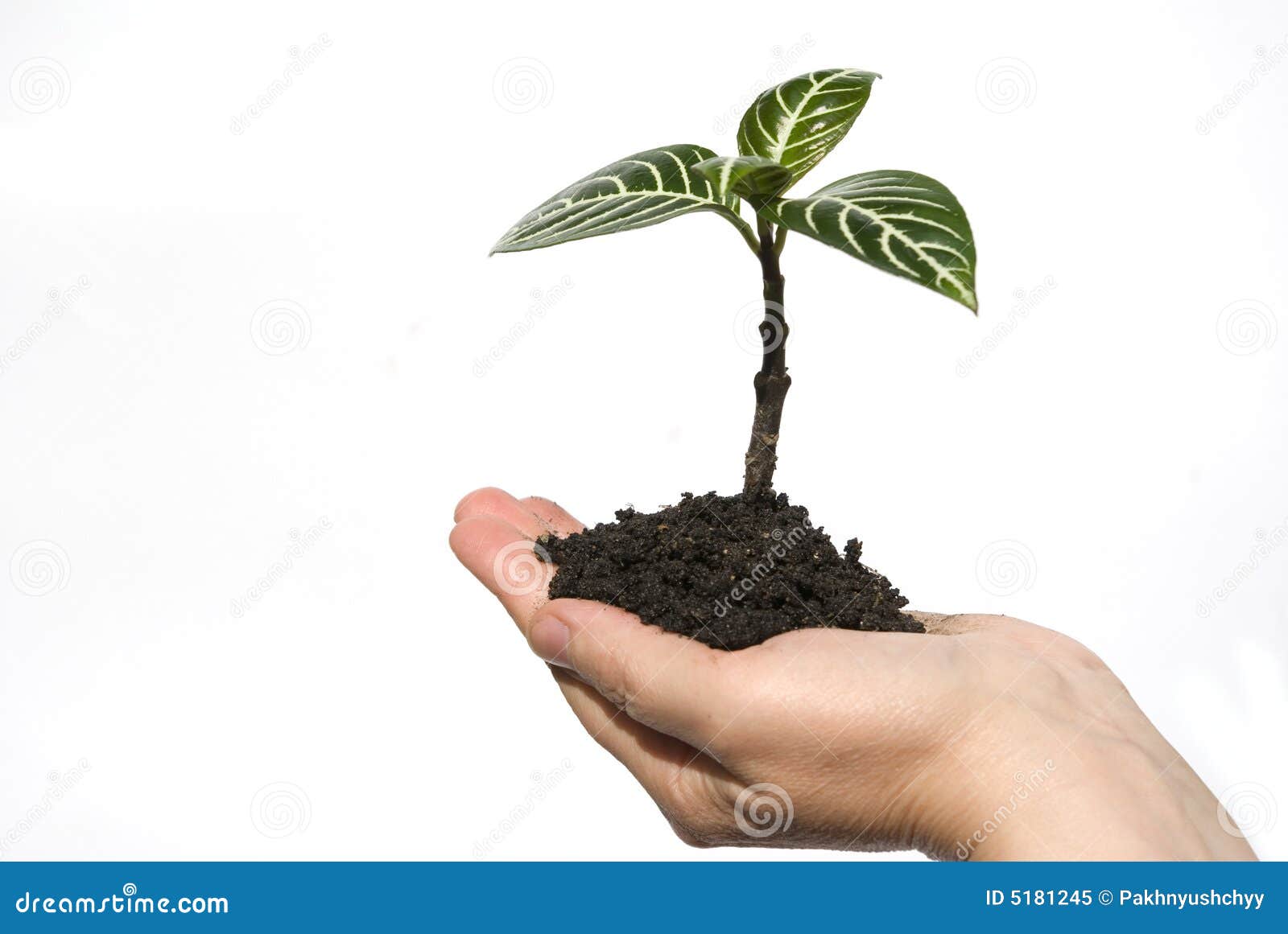 Plant in hand stock image. Image of forestation, environment - 5181245