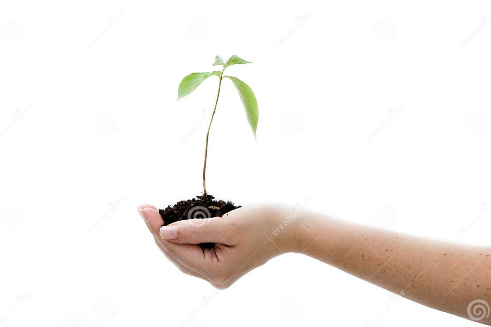 Plant in hand stock photo. Image of youth, isolated, born - 5932078