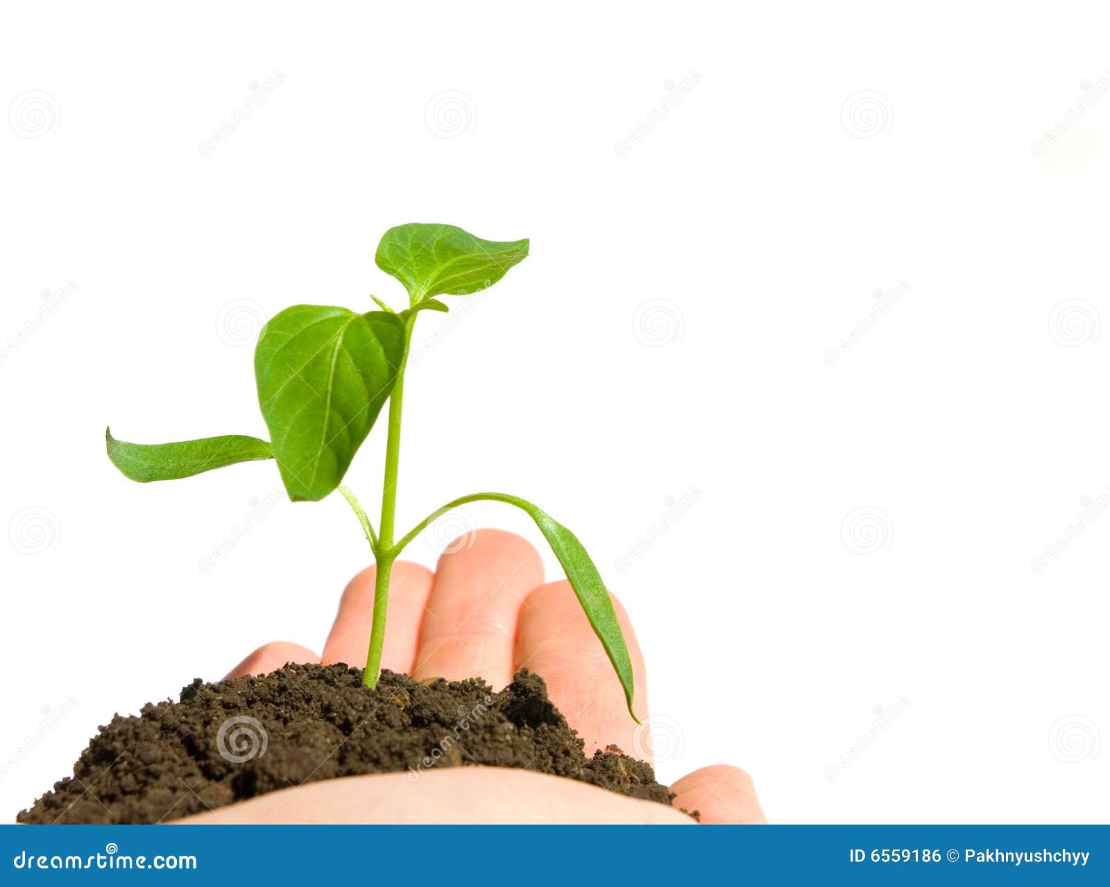 Plant in hand stock photo. Image of life, concept, protect - 6559186