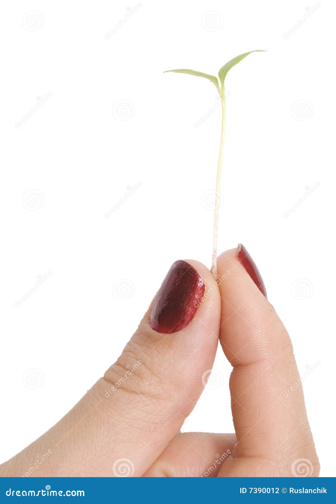 Plant in hand stock photo. Image of environment, holding - 7390012