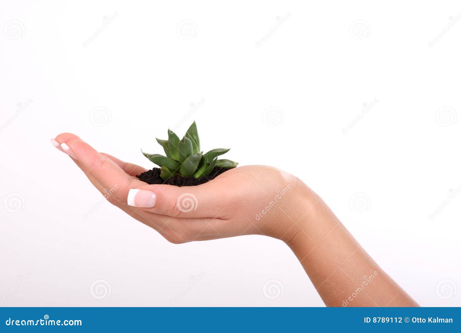 Plant in hand stock illustration. Illustration of growth - 8789112