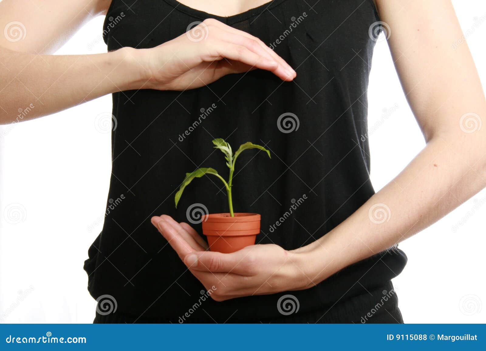 Plant in hand stock photo. Image of laboratory, conservation - 9115088