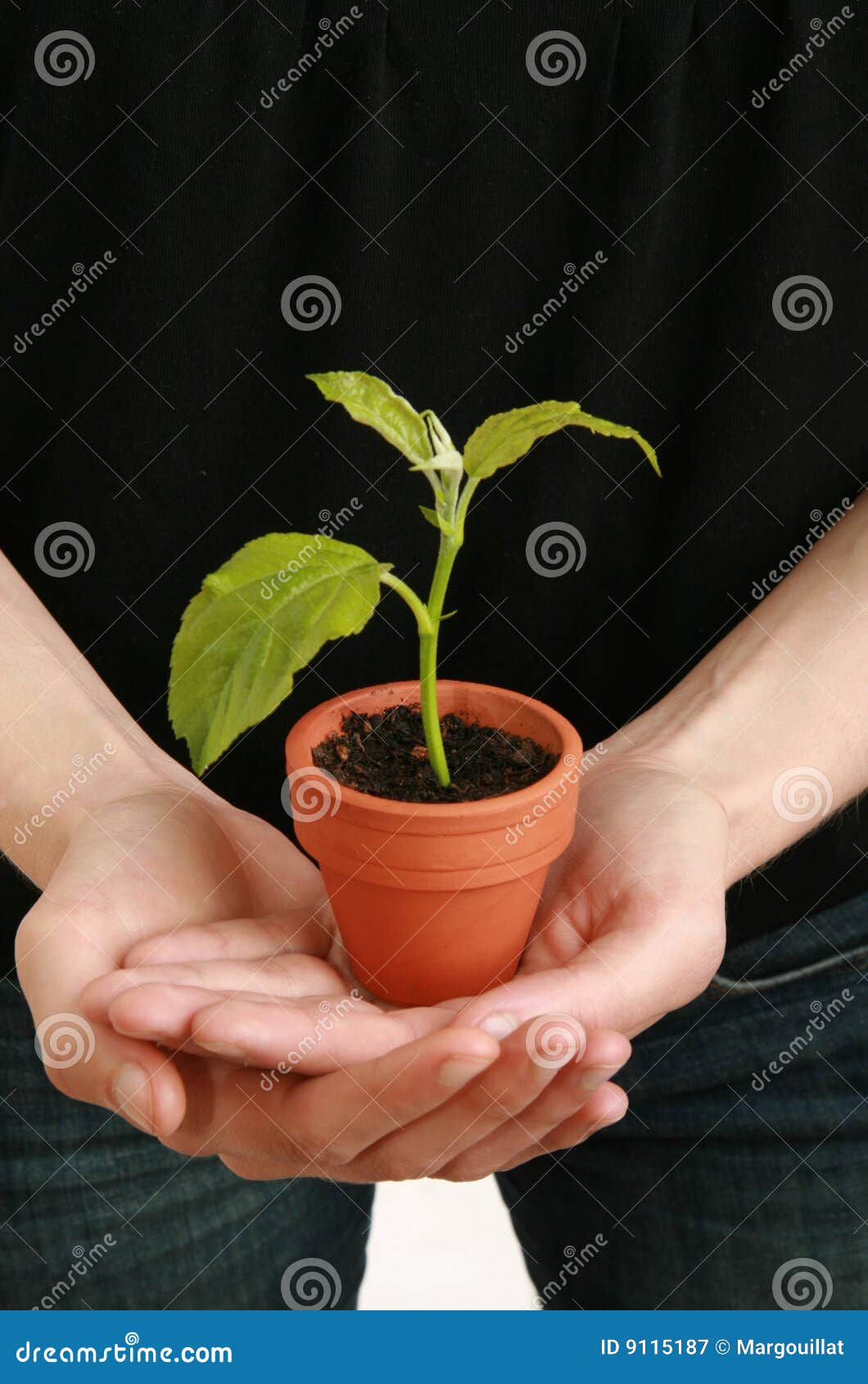 Plant in hand stock image. Image of fragile, plant, grass - 9115187