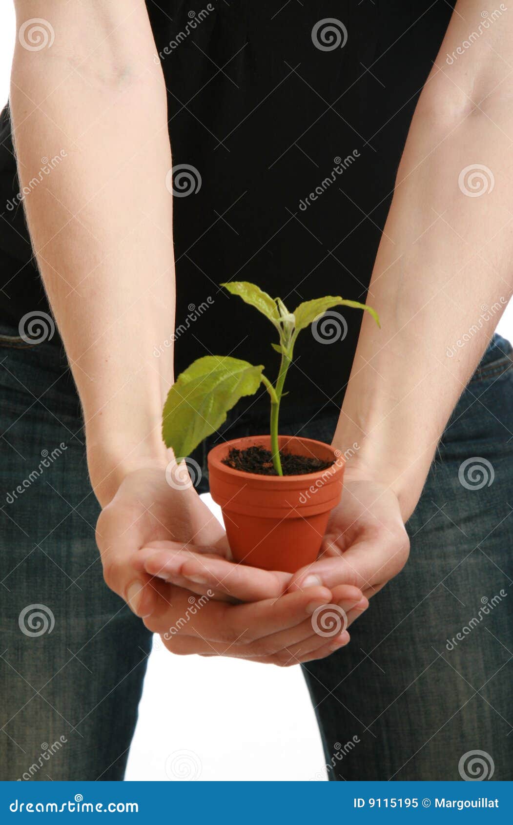 Plant in hand stock image. Image of environment, research - 9115195
