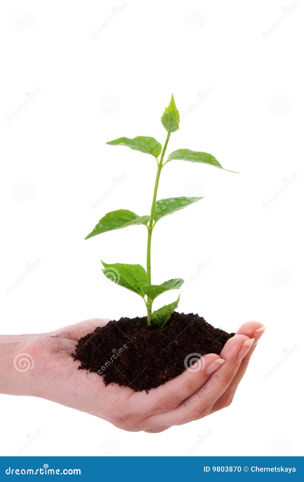 Plant in hand isolated stock photo. Image of grow, leaf - 9803870