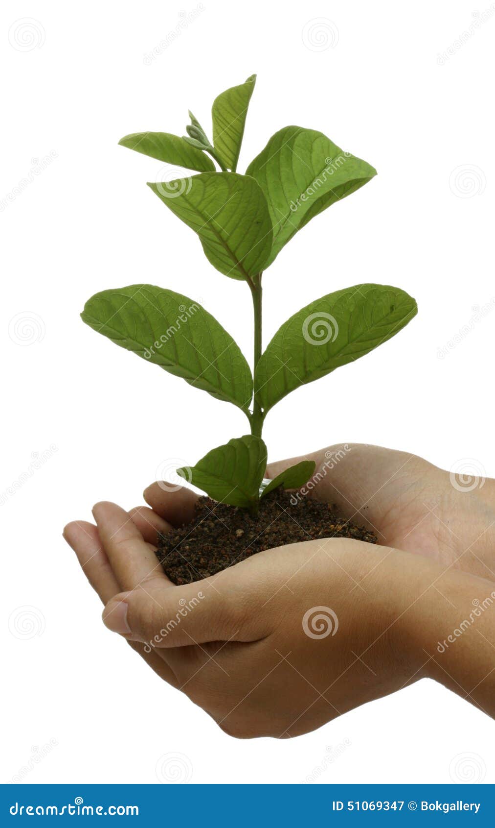 Plant on hand stock image. Image of hand, environmental - 51069347