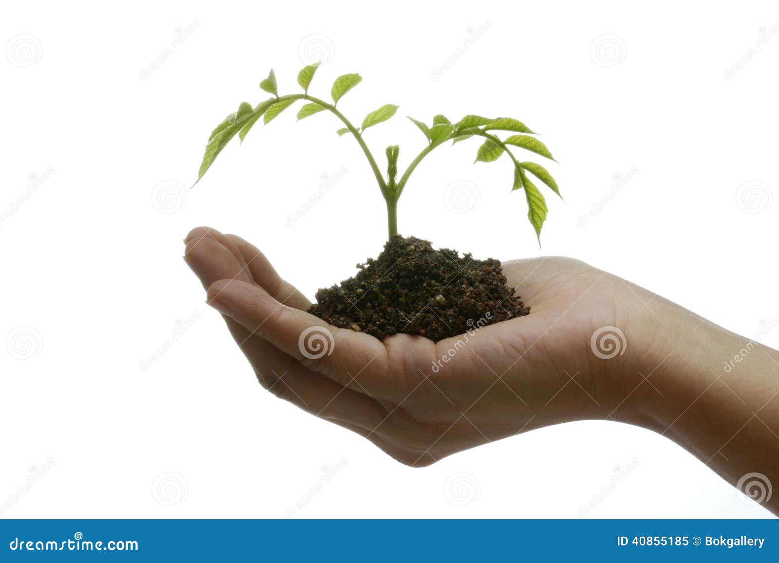 Plant on hand stock image. Image of living, leaves, green - 40855185