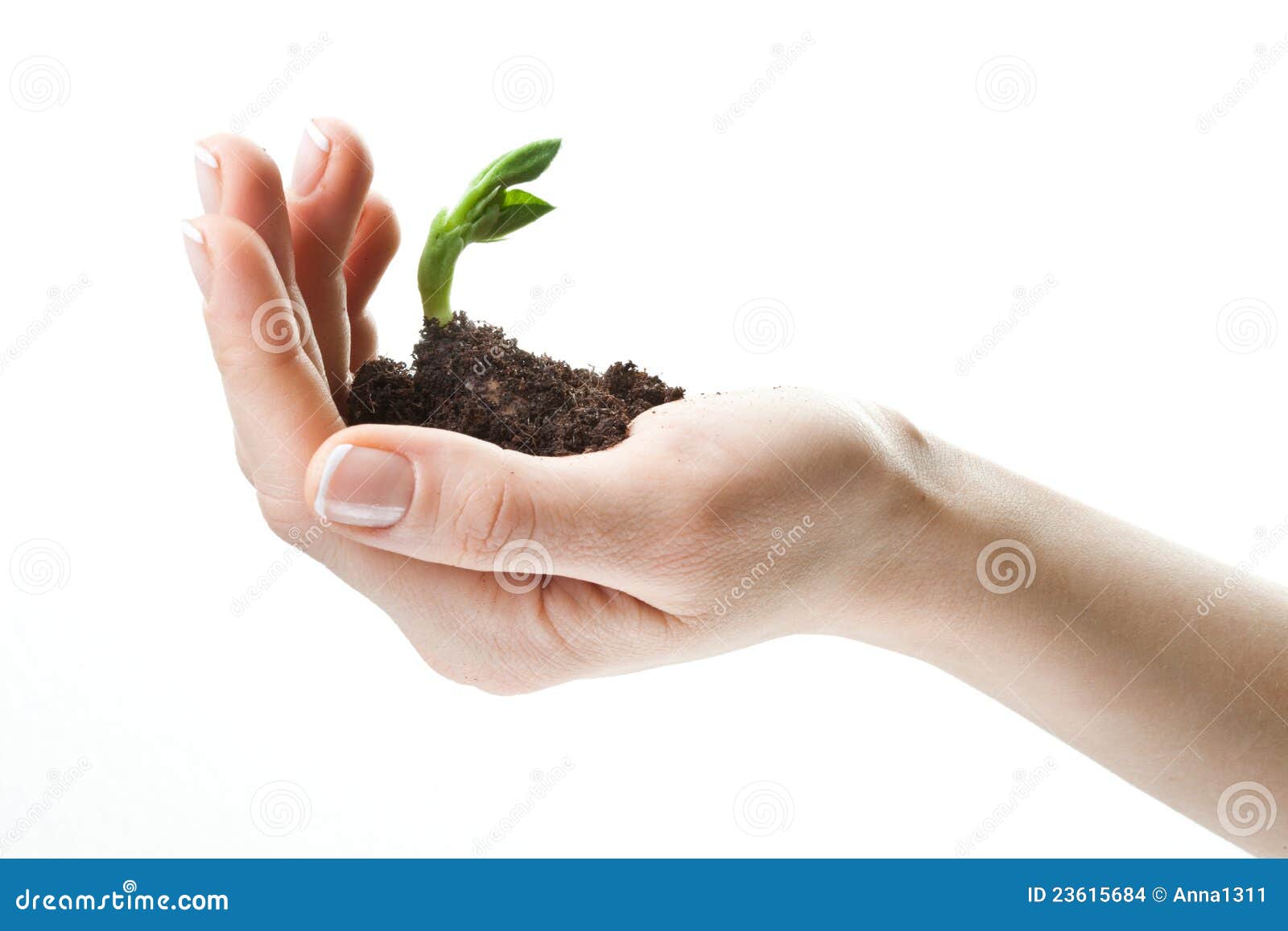 Plant in Hand on White Background Stock Photo - Image of develop ...
