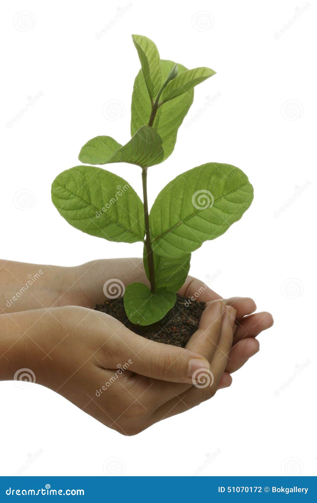 Plant on hand stock photo. Image of living, leaves, environmental ...