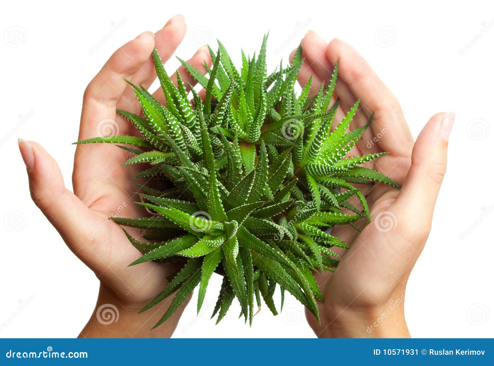 Plant in hands stock image. Image of organic, leaf, color - 10571931
