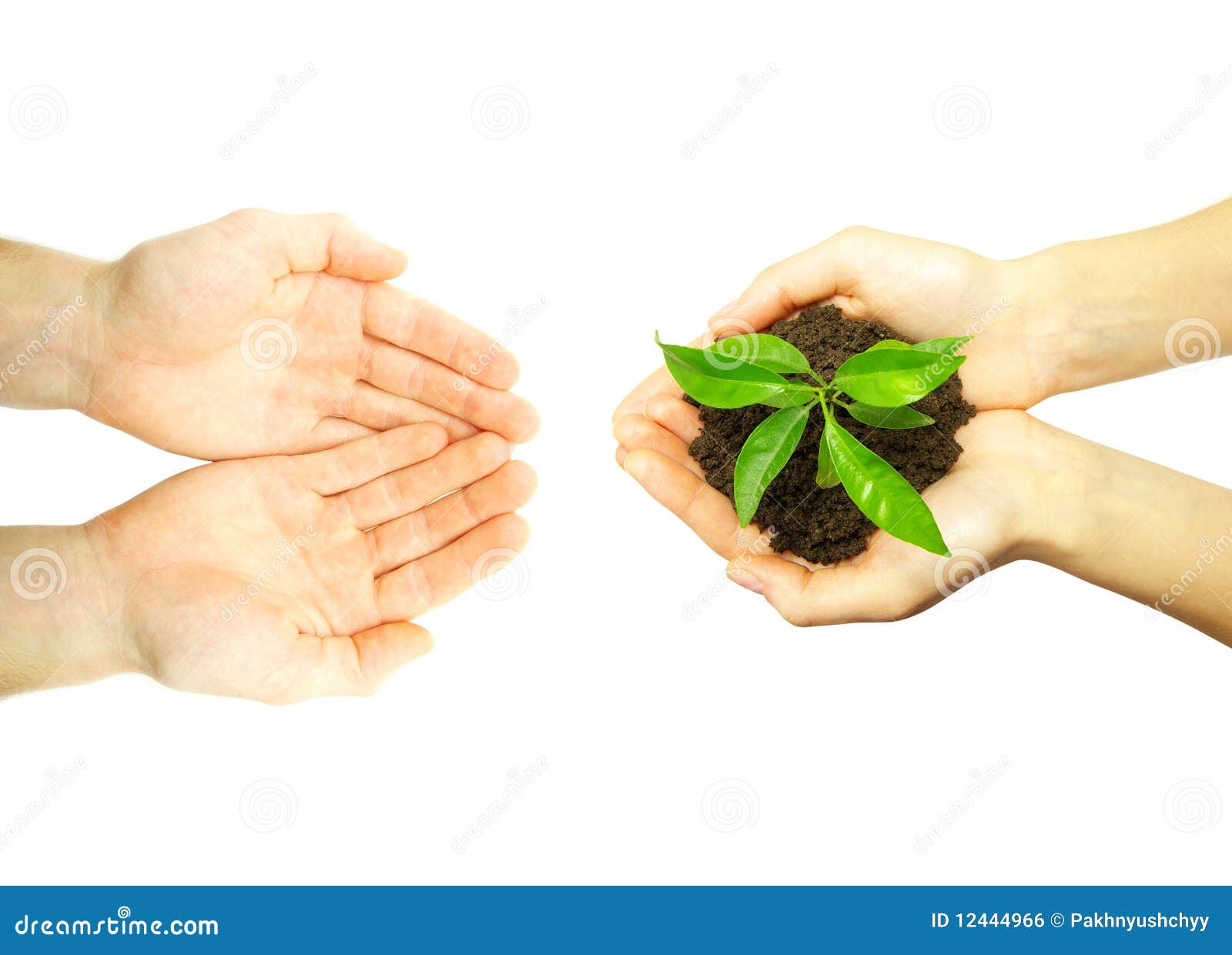 Plant in hands stock photo. Image of hand, relationship - 12444966
