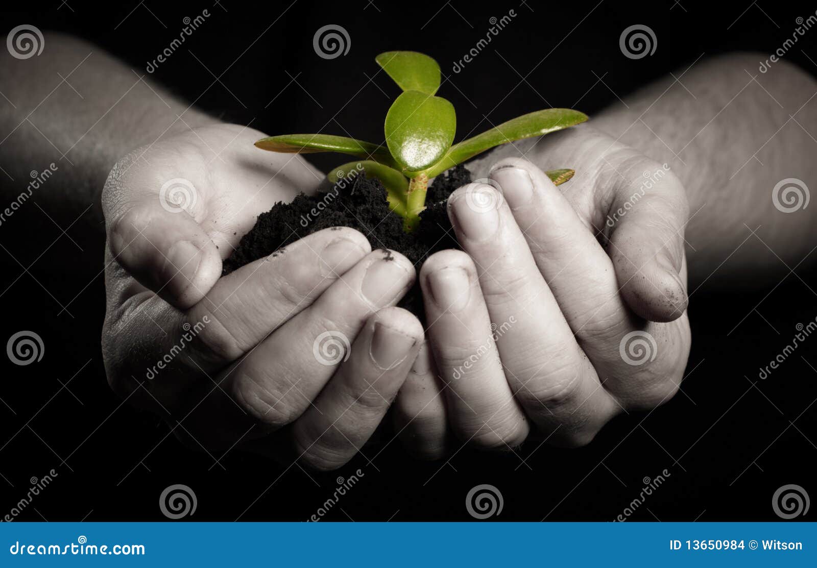 Plant in hands stock photo. Image of green, finger, life - 13650984