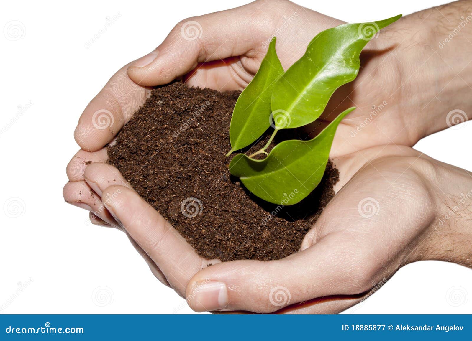 Plant in hands stock image. Image of grass, environmental - 18885877