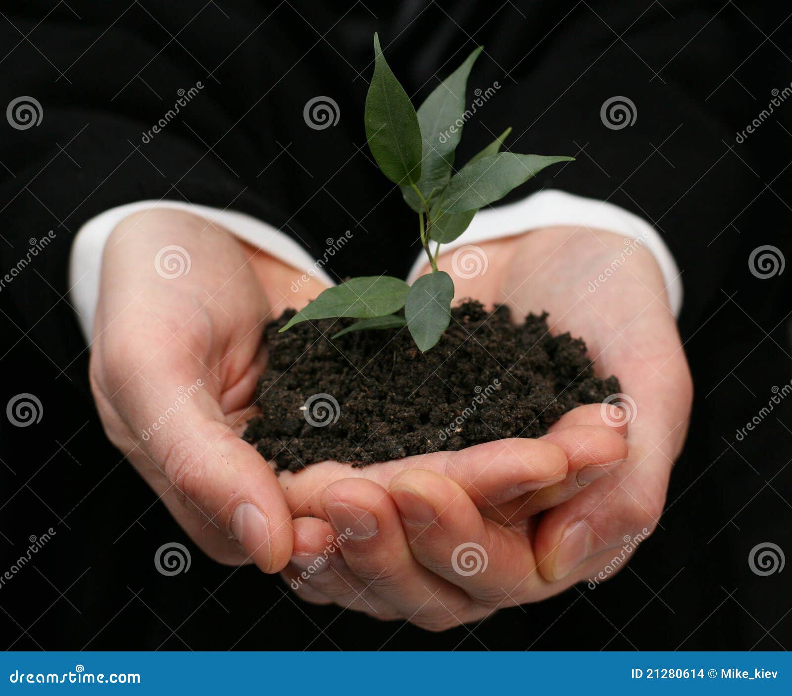 Plant in hands stock photo. Image of seedling, growth - 21280614