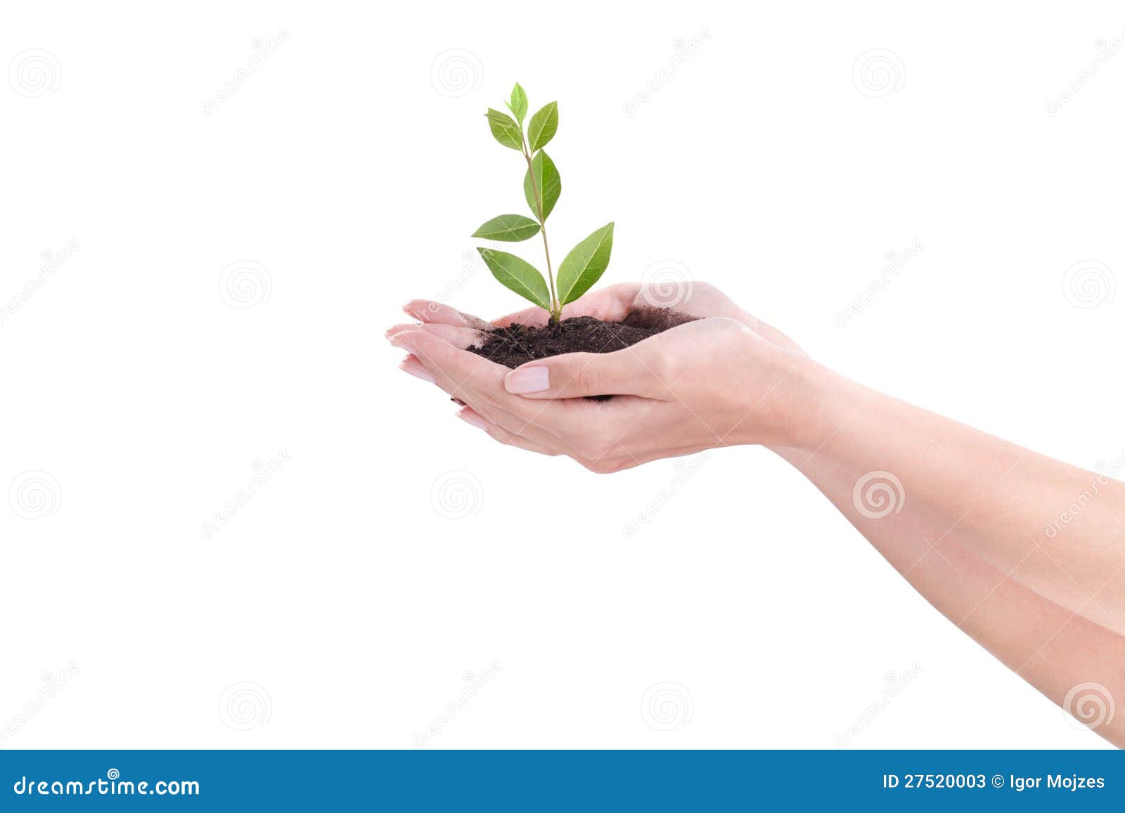 Plant in hands stock image. Image of holding, human, growing - 27520003