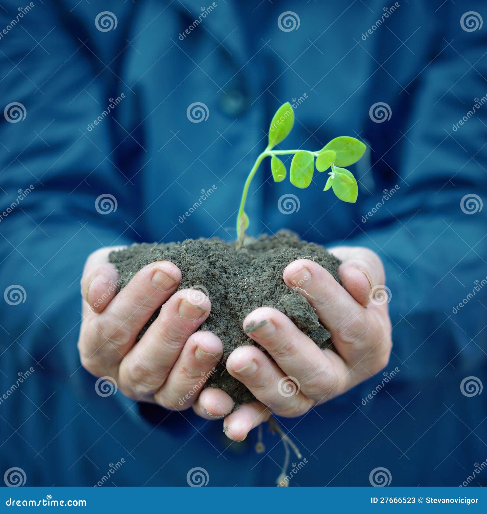 Plant in Hands of Agricultural Worker Stock Image - Image of hand ...