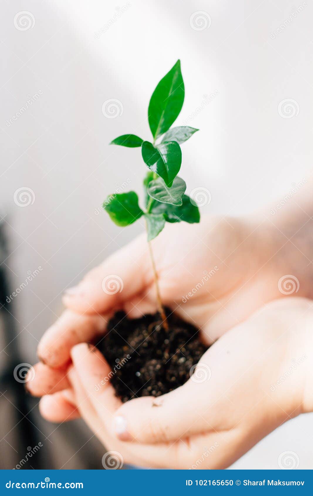 Plant in hands stock photo. Image of earth, spring, small - 102165650