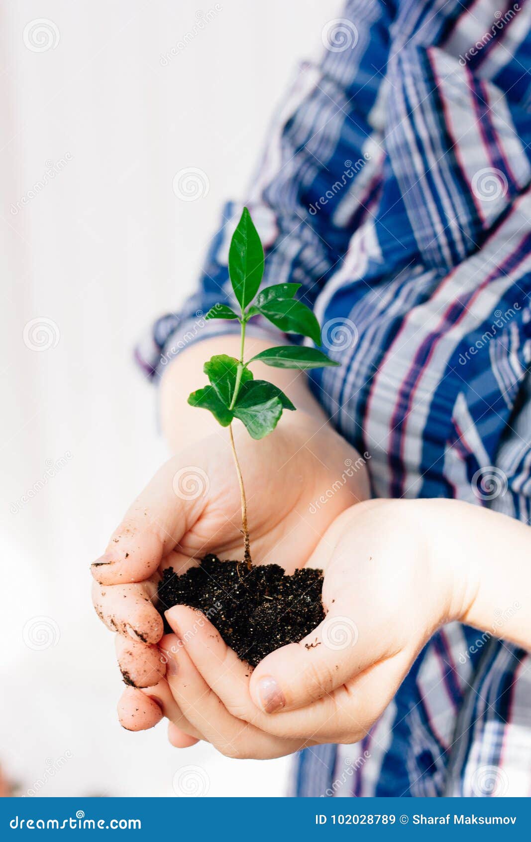 Plant in hands stock image. Image of protection, growth - 102028789