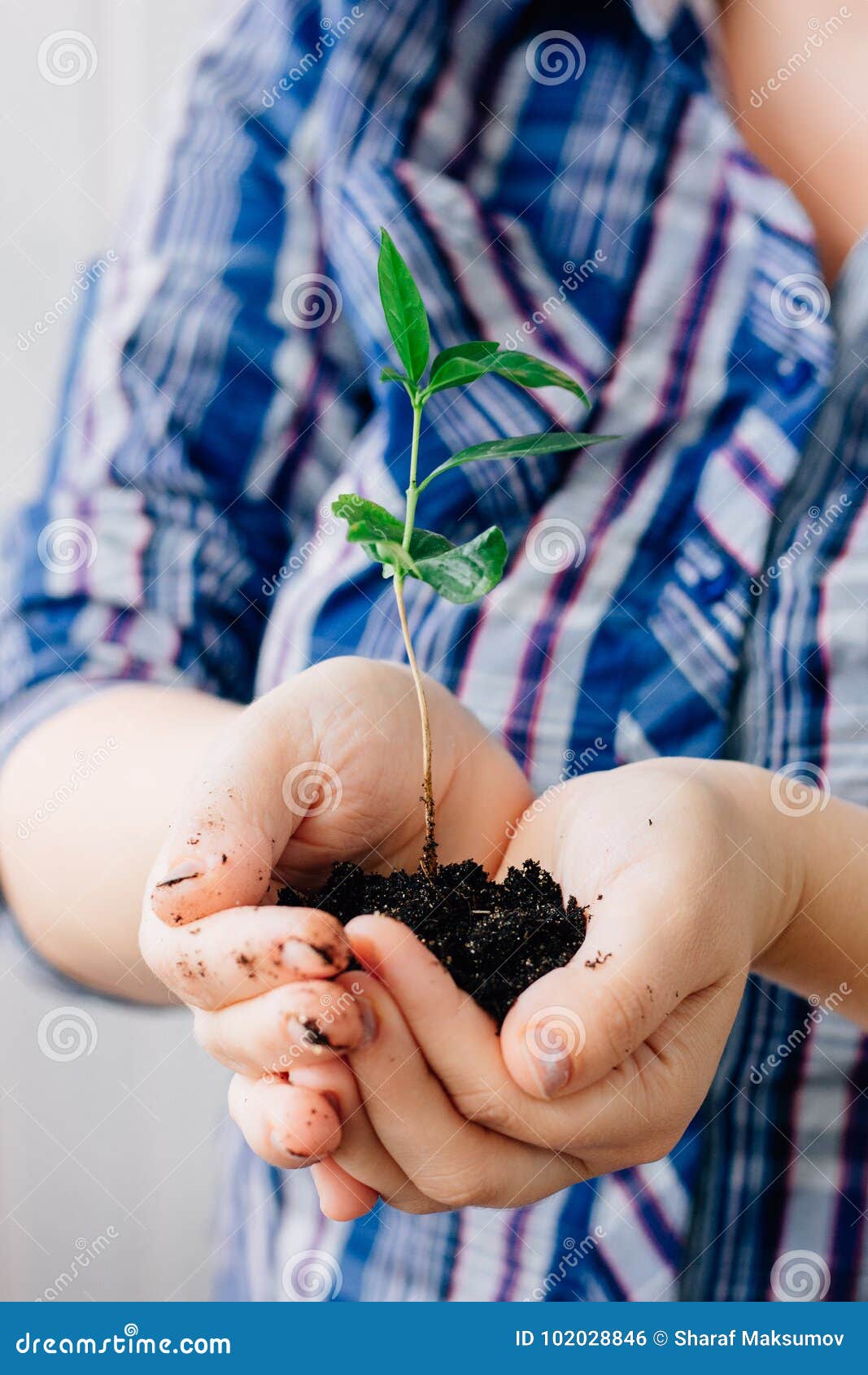 Plant in hands stock photo. Image of environment, grow - 102028846