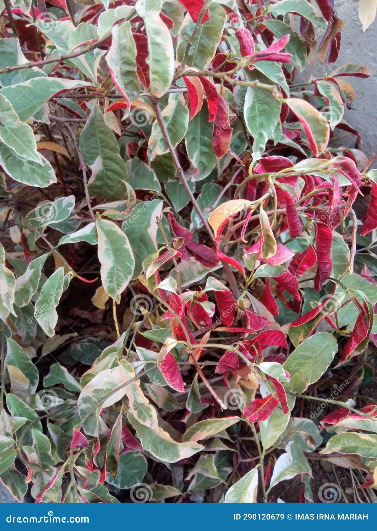 This Plant Has 2 Colored Leaves Stock Image - Image of plant, green ...