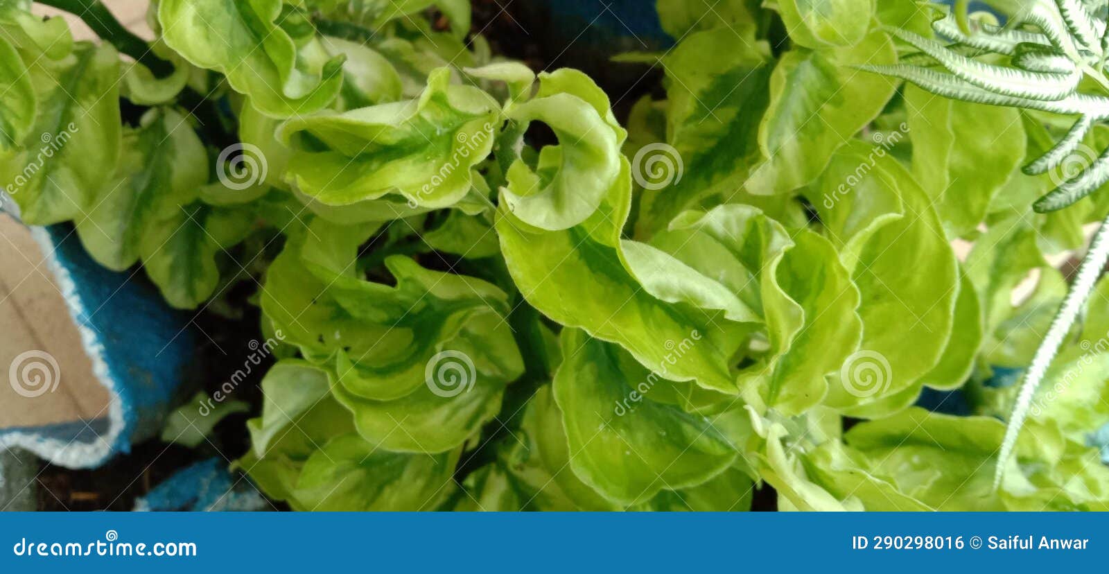 The Plant Has Light Green Leaves and a Very Unique Shape Stock Photo ...