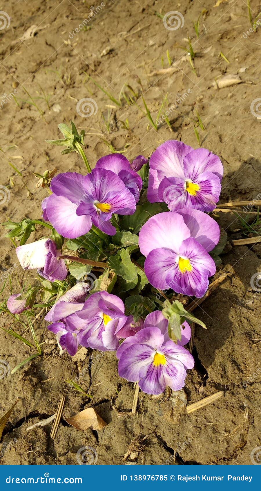 Pancy flowers stock image. Image of flowers, capacity - 138976785