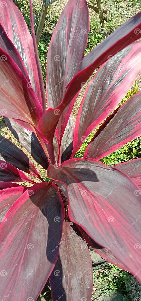 The Plant Has Red Gradient Leaves Stock Image - Image of nature, leaf ...