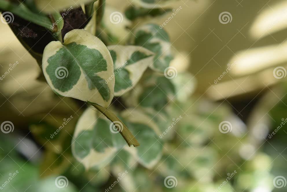 A Plant that Has a Unique Leaf Pattern that is Planted in the Front ...