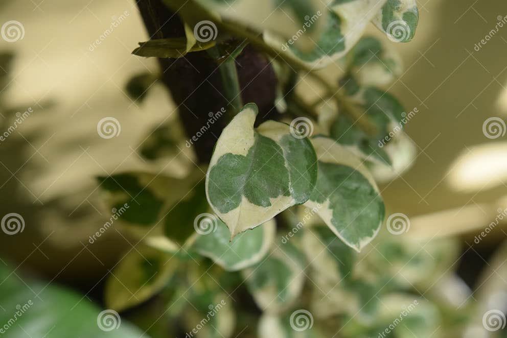 A Plant that Has a Unique Leaf Pattern that is Planted in the Front ...