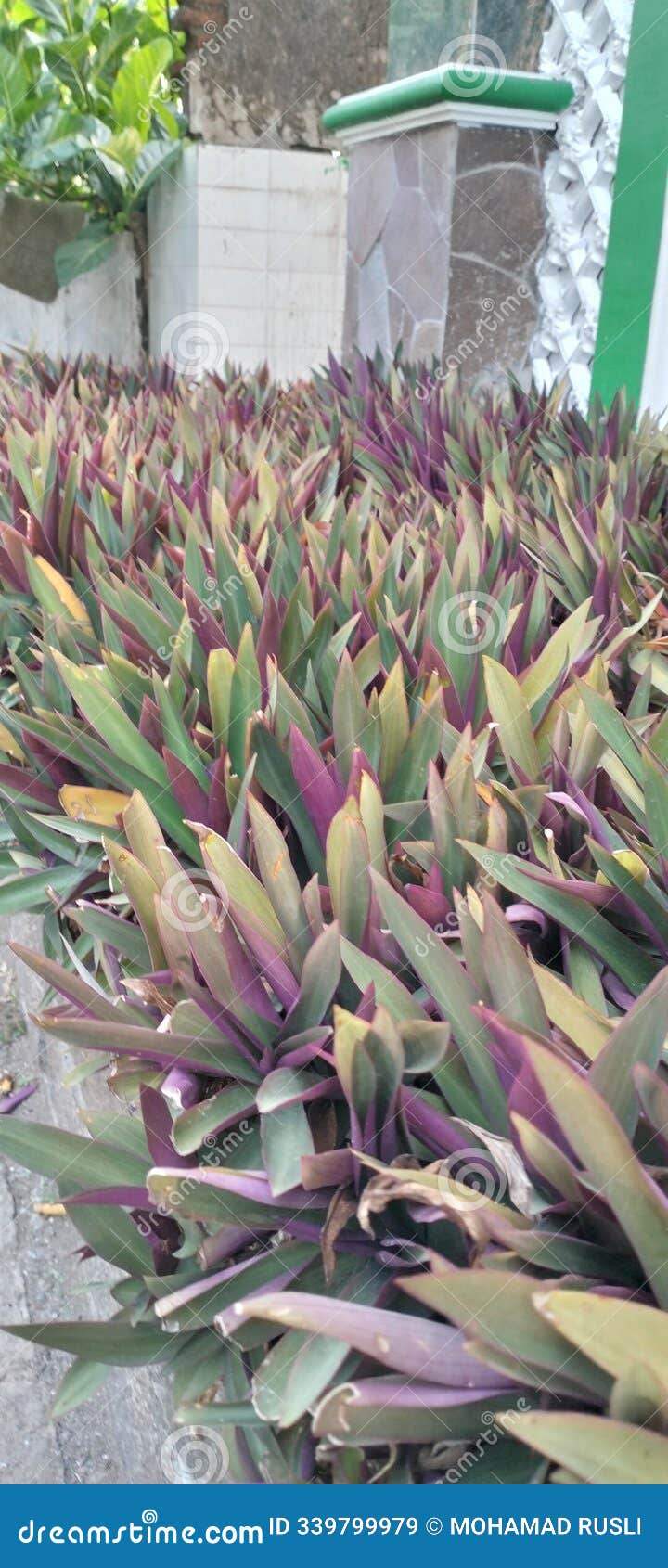 A Plant that Has Very Beautiful Colors Stock Image - Image of colors ...