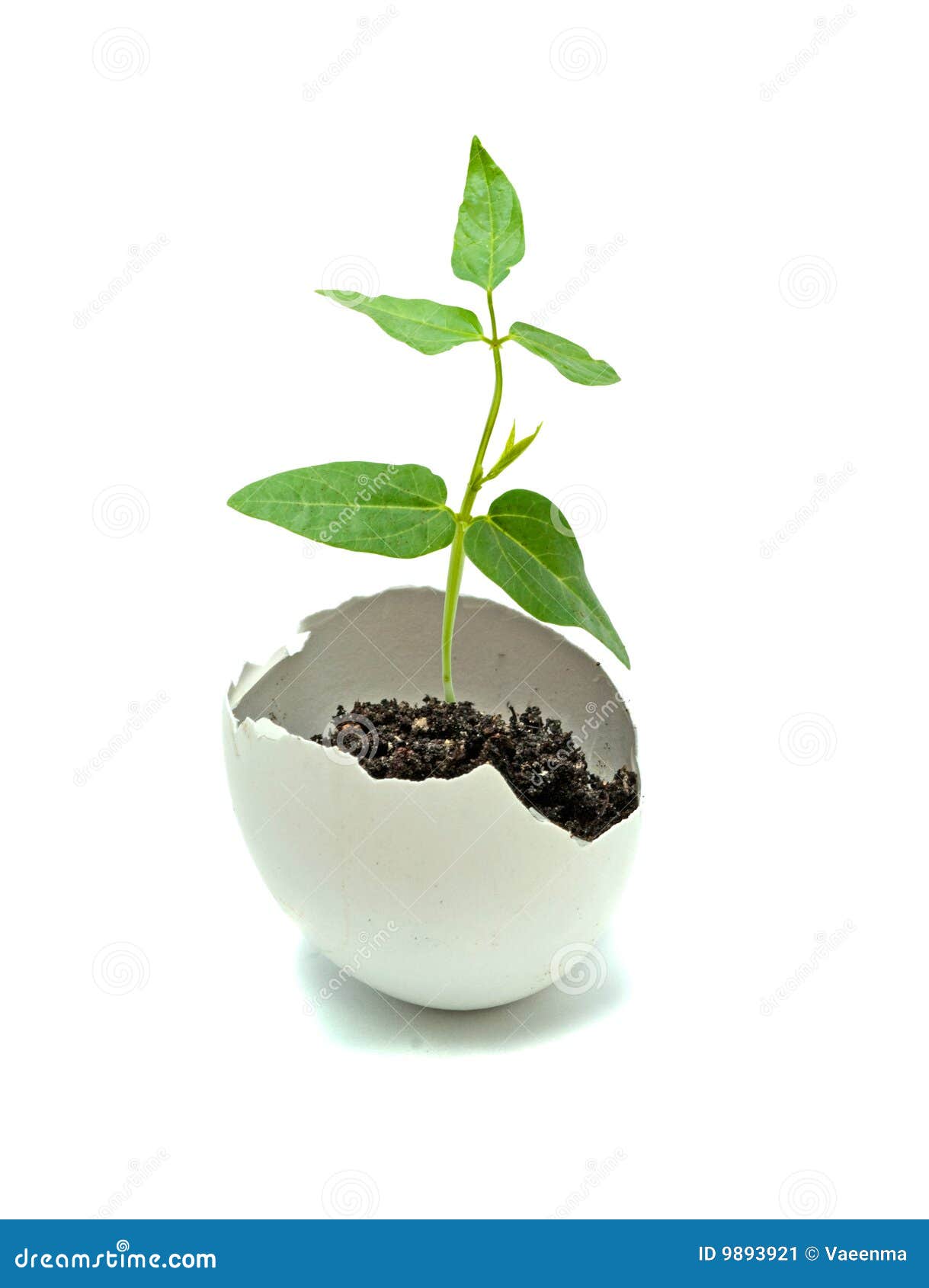 A plant hatching from egg stock image. Image of growth - 9893921