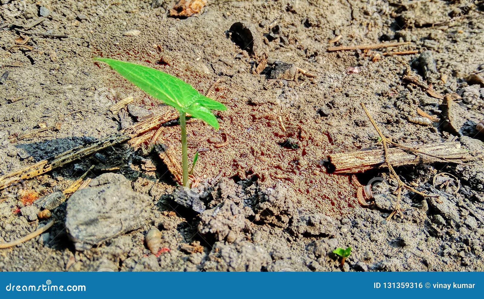 Plant stock photo. Image of soil, leaf, green, plant - 131359316