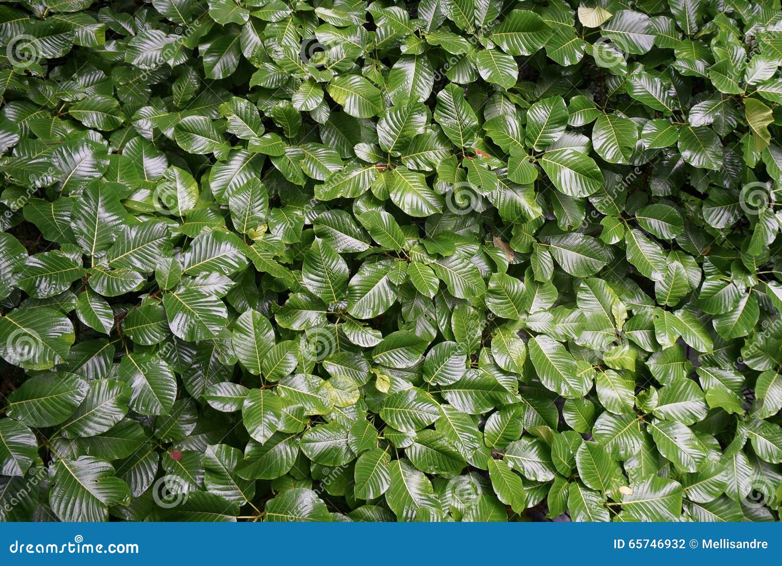 Plant Hedge Bush Leaf Texture. Stock Photo - Image of growth, texture ...