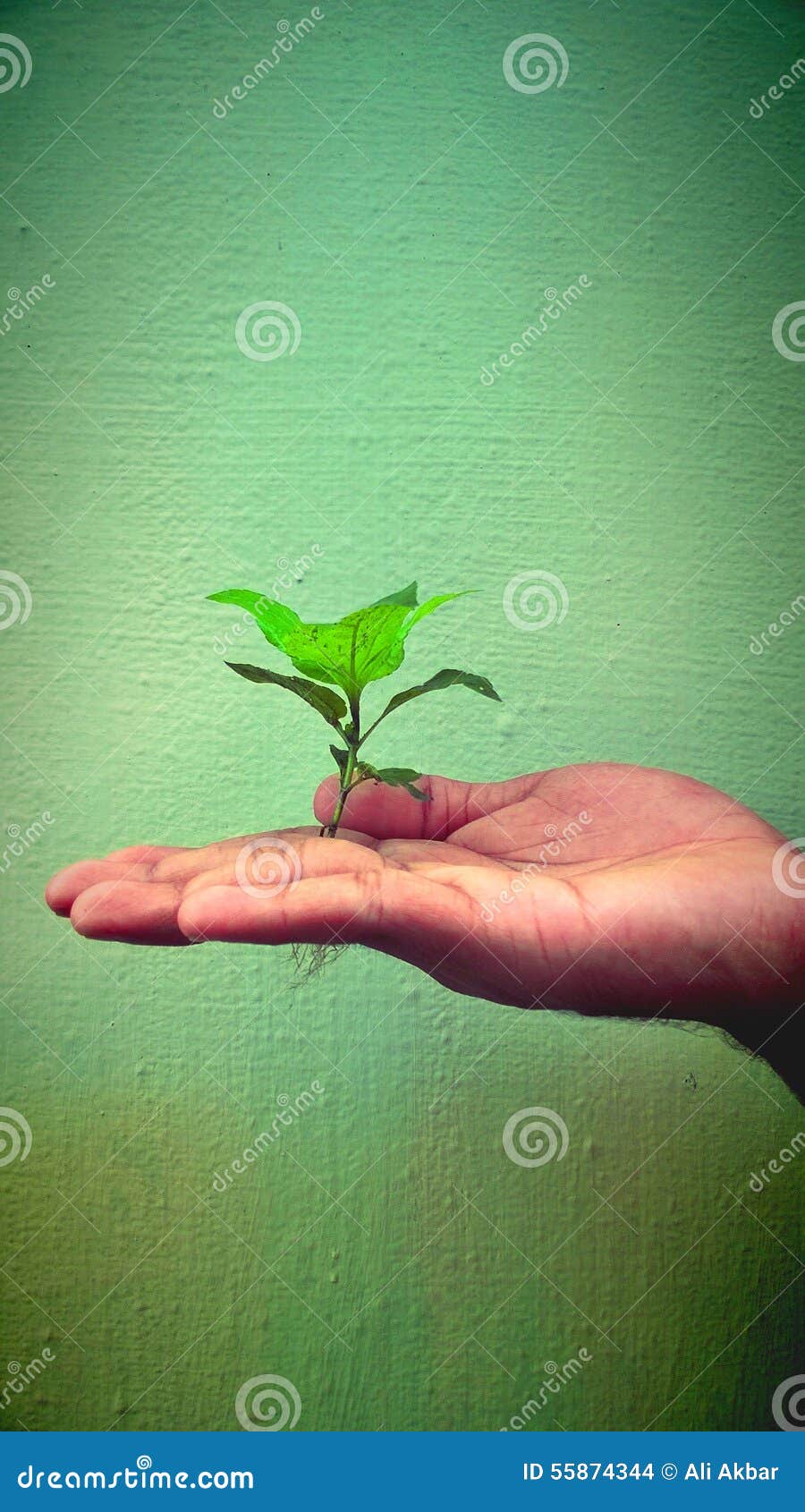 Plant held by hand stock photo. Image of life, planting - 55874344