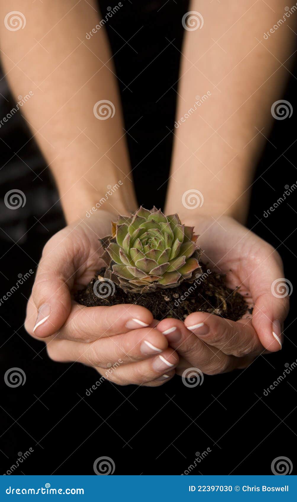 New Growth Succulent Plant in Her Hands Vertical Stock Photo - Image of ...