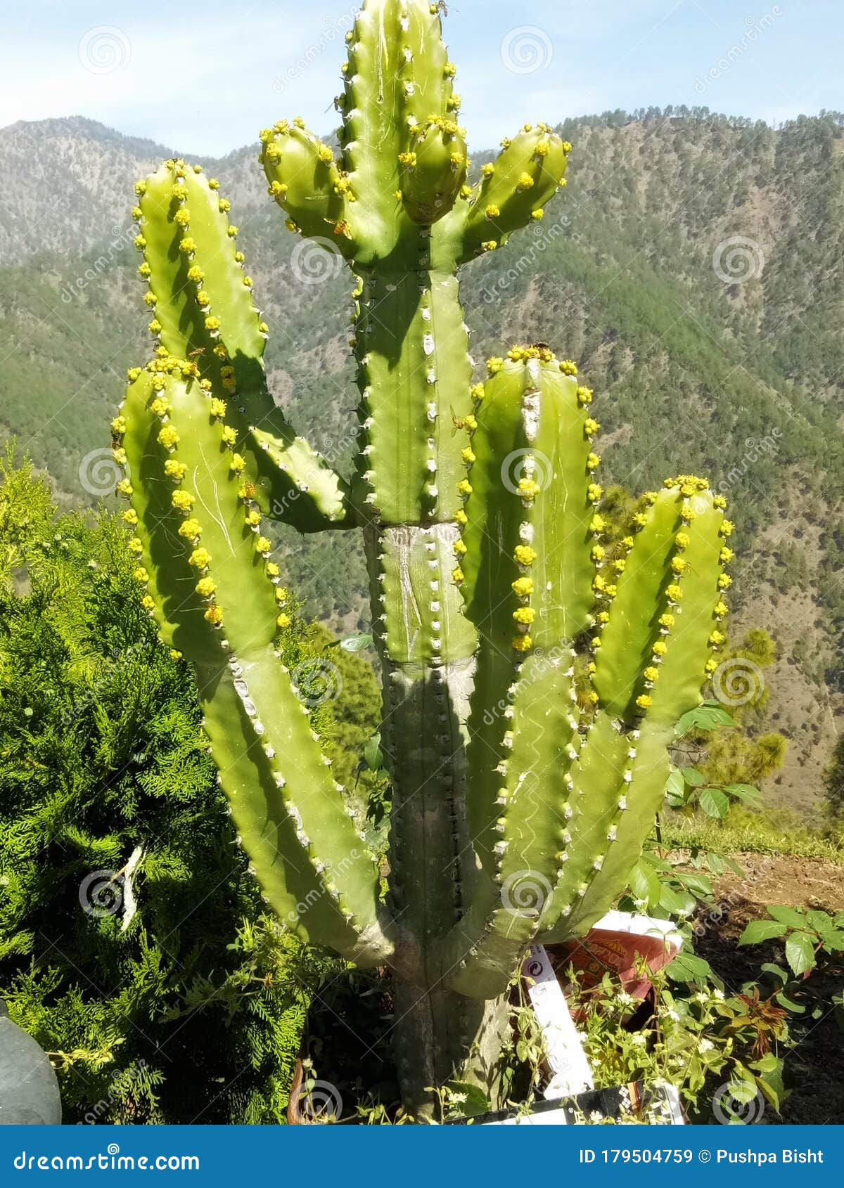 Plant stock image. Image of cactus, quail, flower, produce - 179504759