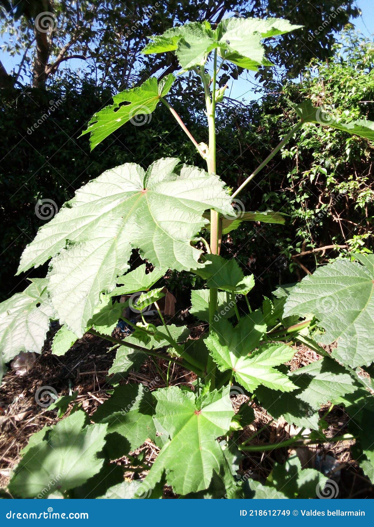 Plant : Hibiscus and Green Leaves Stock Image - Image of produce, soil ...