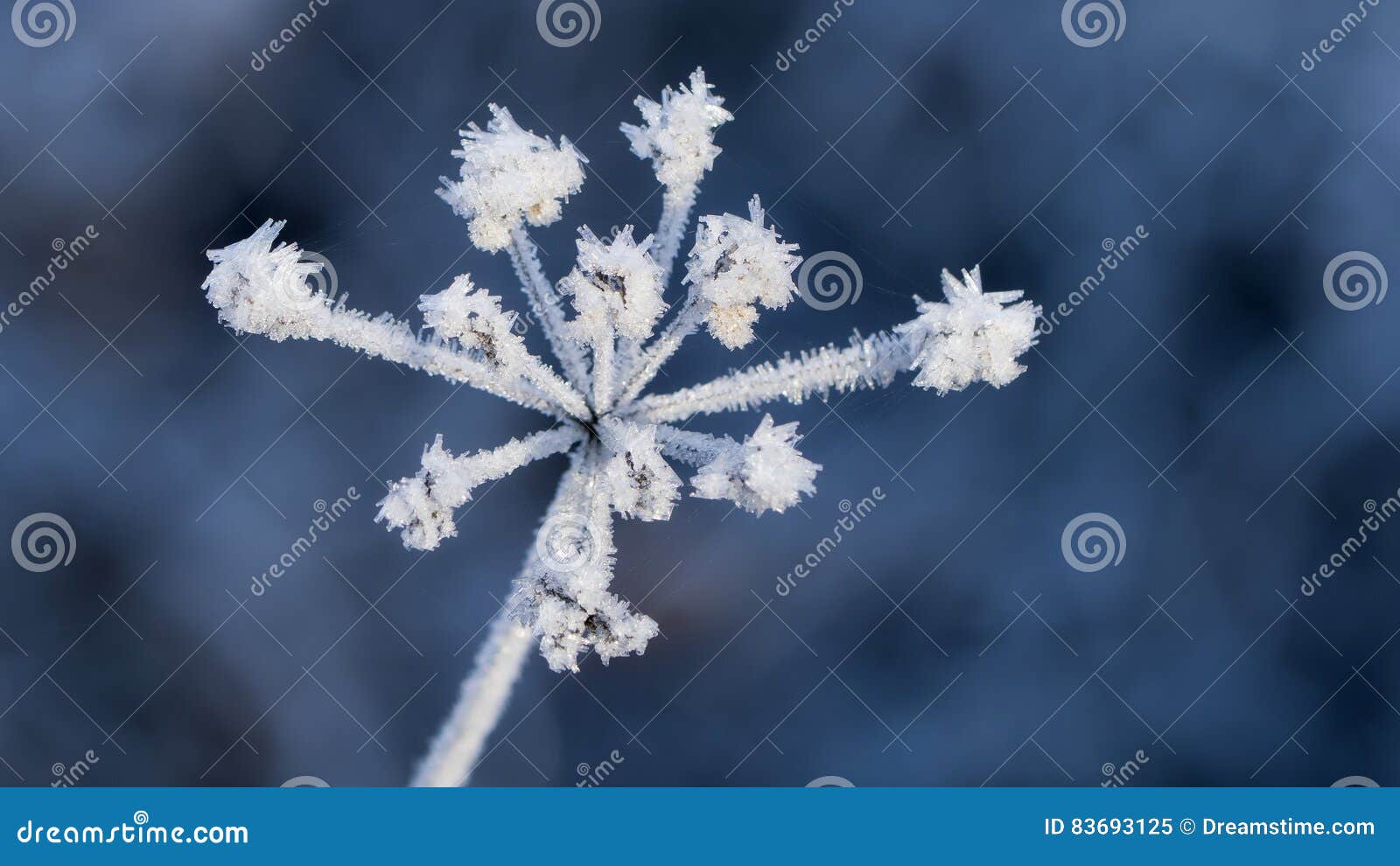 Plant with hoarfrost stock image. Image of outdoor, landscape - 83693125