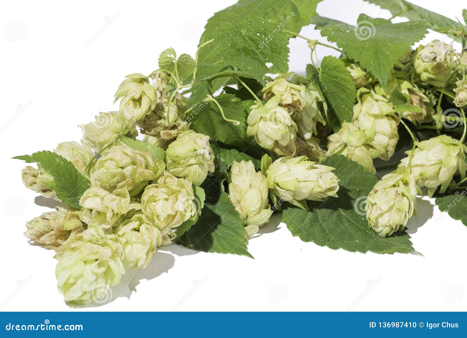 Plant Hop Over White Background Stock Photo - Image of beer ...